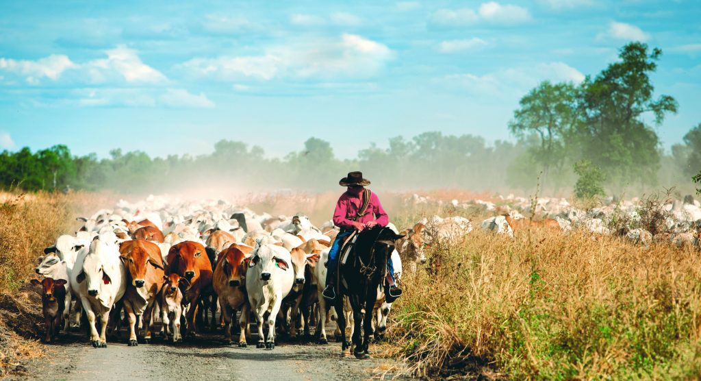 Imagine a day on a cattle station! Peter Mitchell from CPC lets you ...
