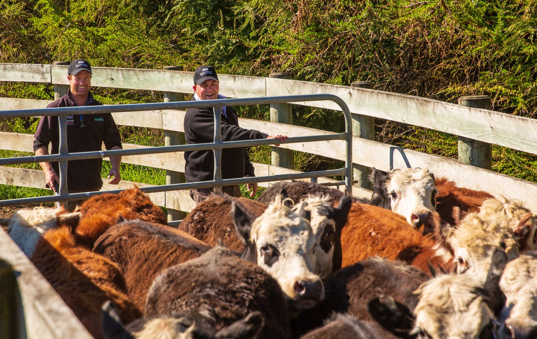 Alliance Group | Explore Careers New Zealand